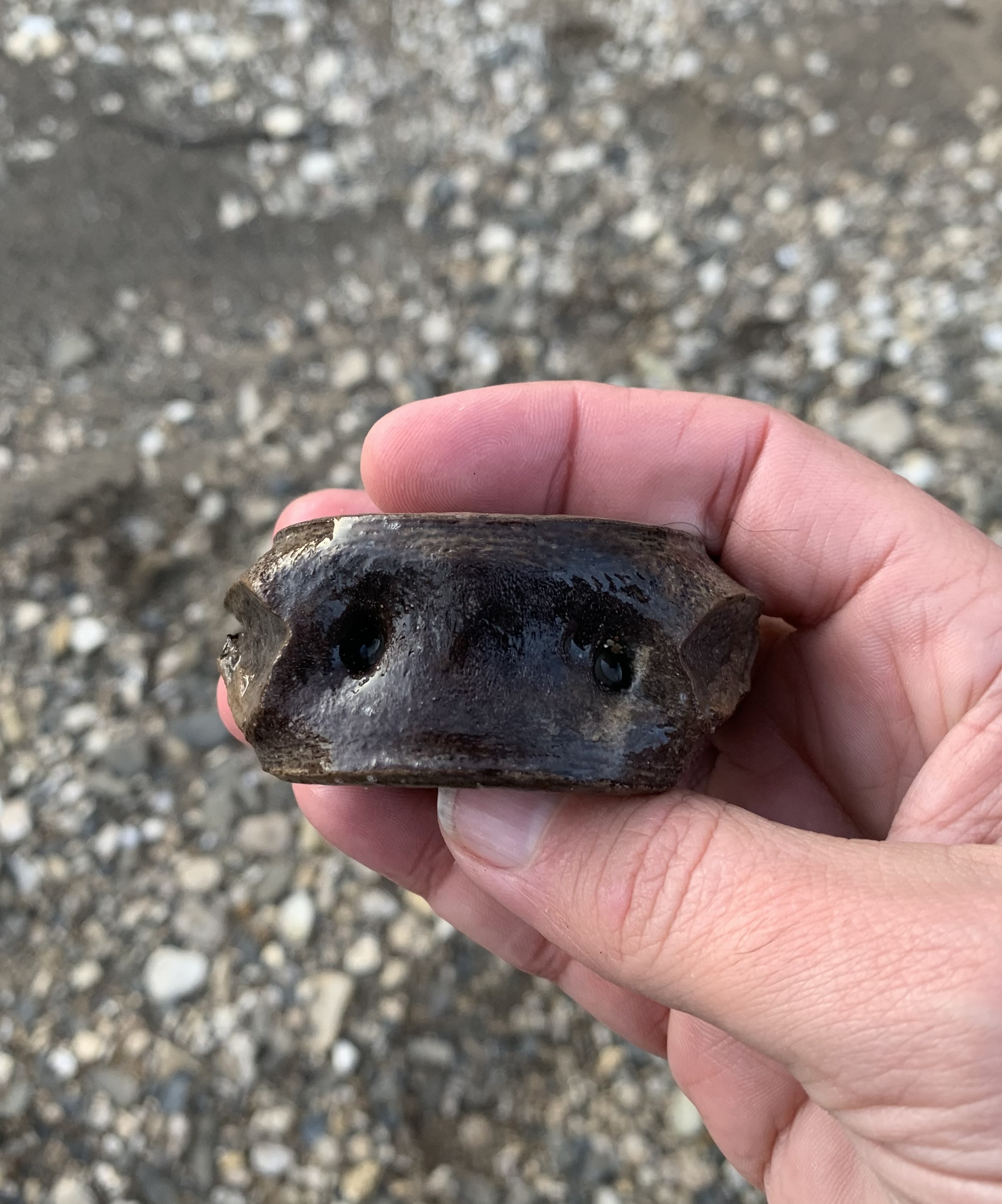 My fossil find of the year 2021 - Fossil Hunting Trips - The Fossil Forum