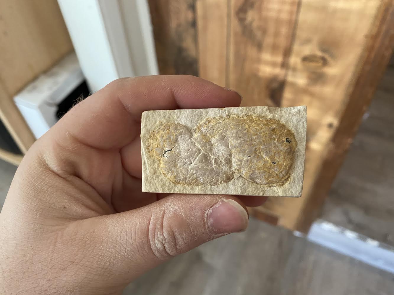 Two discoveries in fossils - General Fossil Discussion - The Fossil Forum