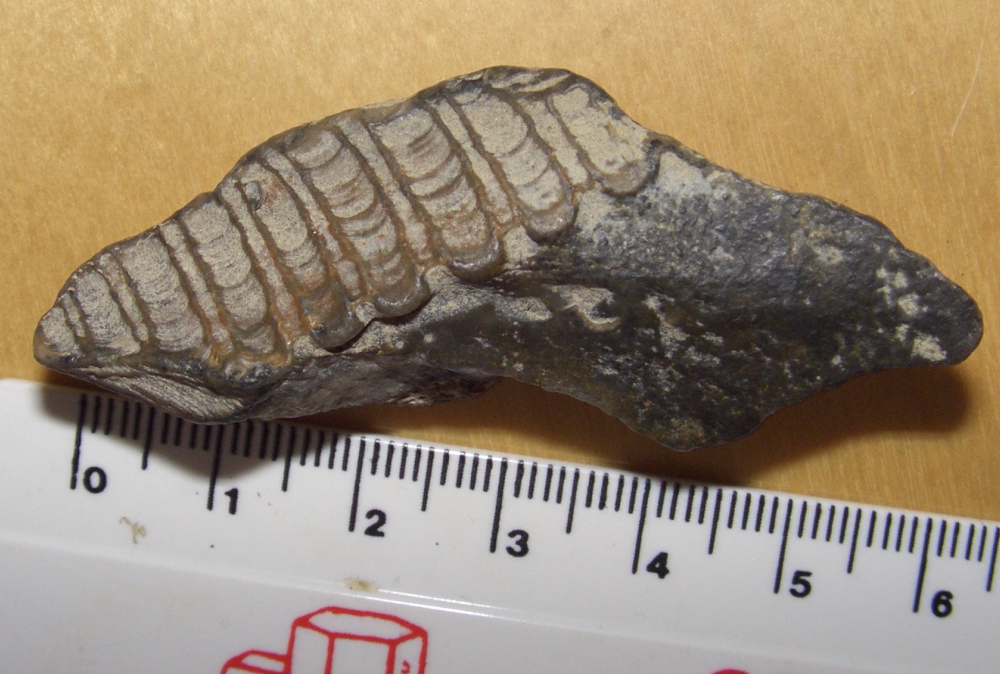 mystery fish maxillary Fragment? Solved, oyster Isognomon - Fossil ID ...