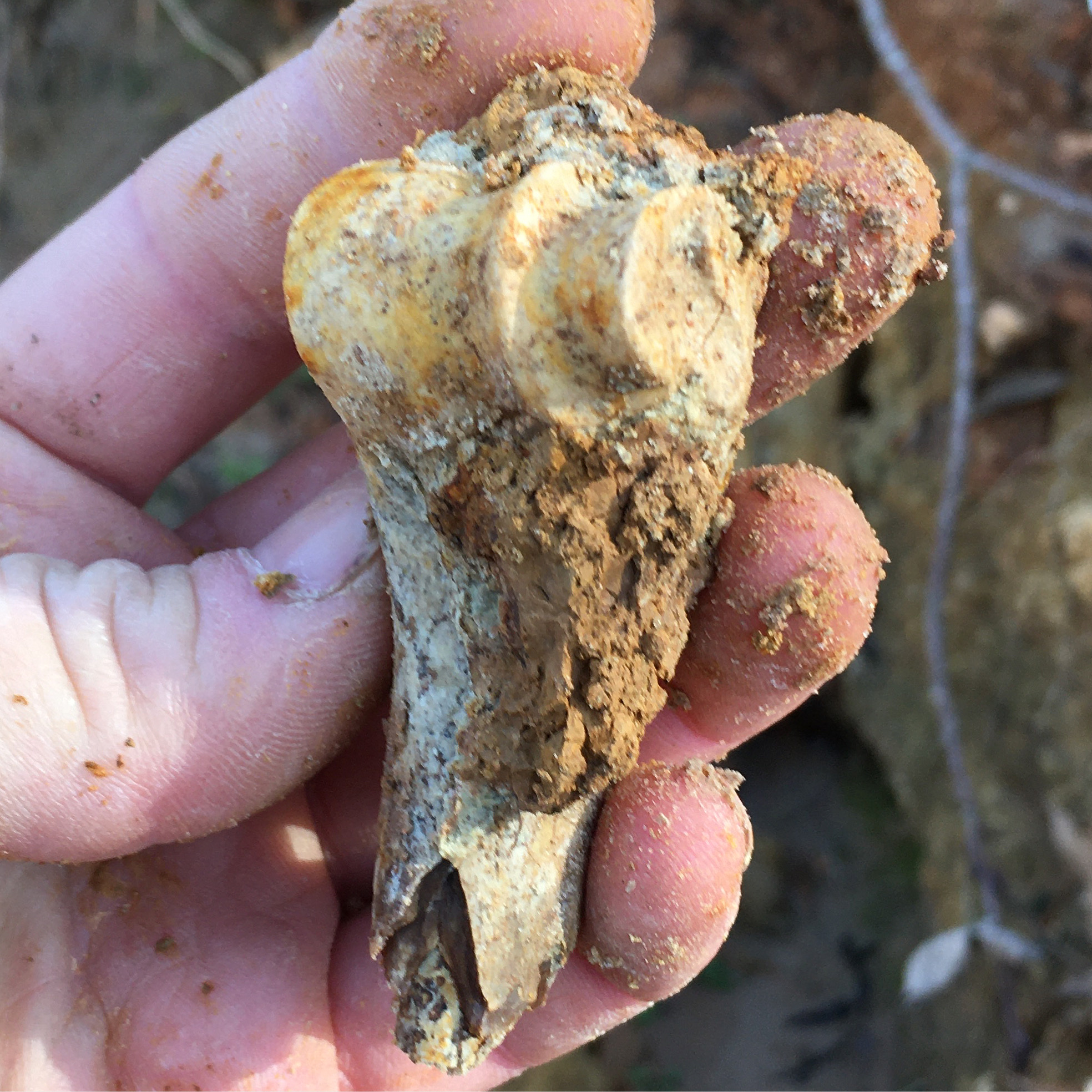 Beaumont clay bones - Fossil ID - The Fossil Forum