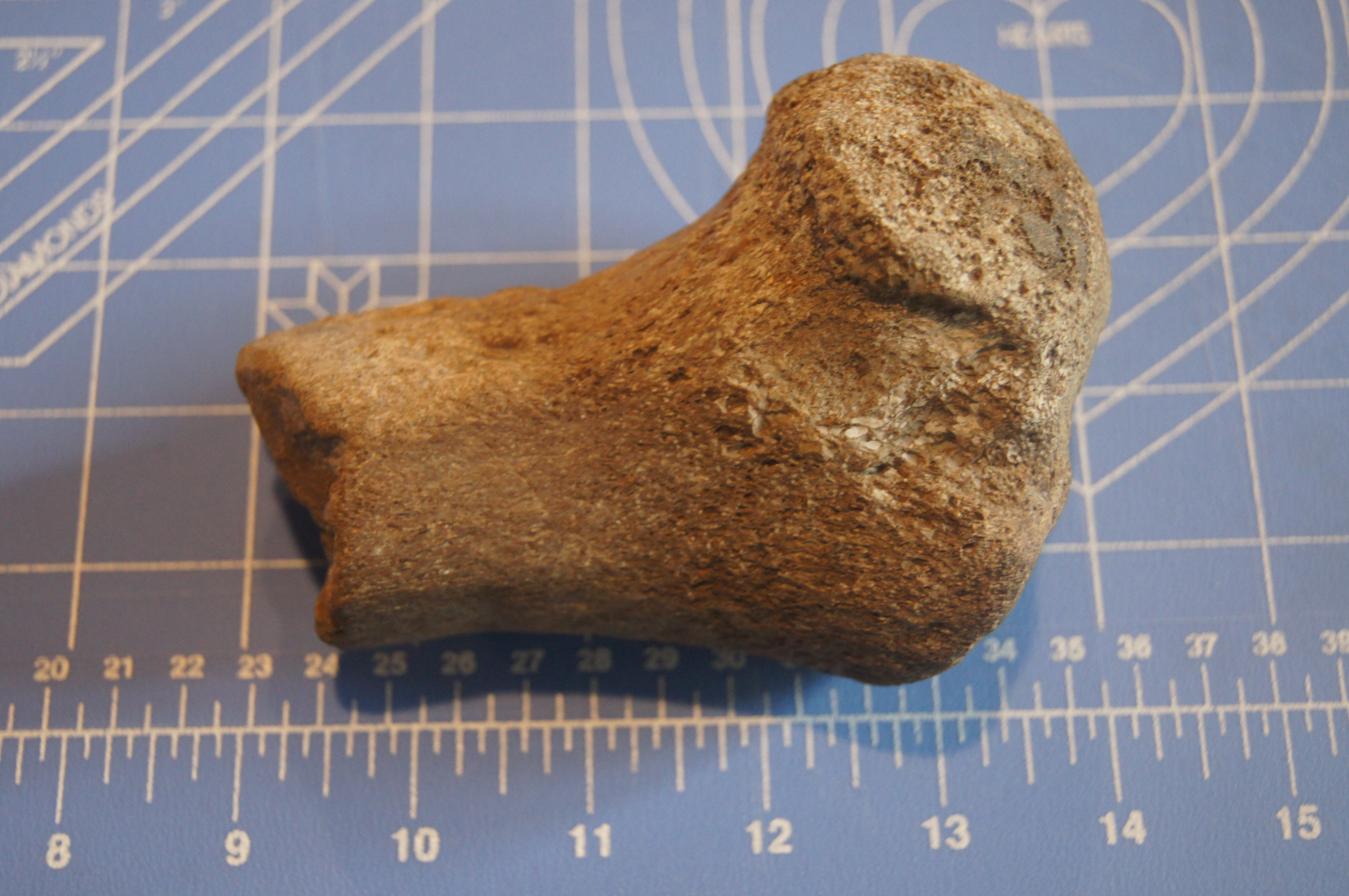 Femur found in North Sulphur river - Fossil ID - The Fossil Forum