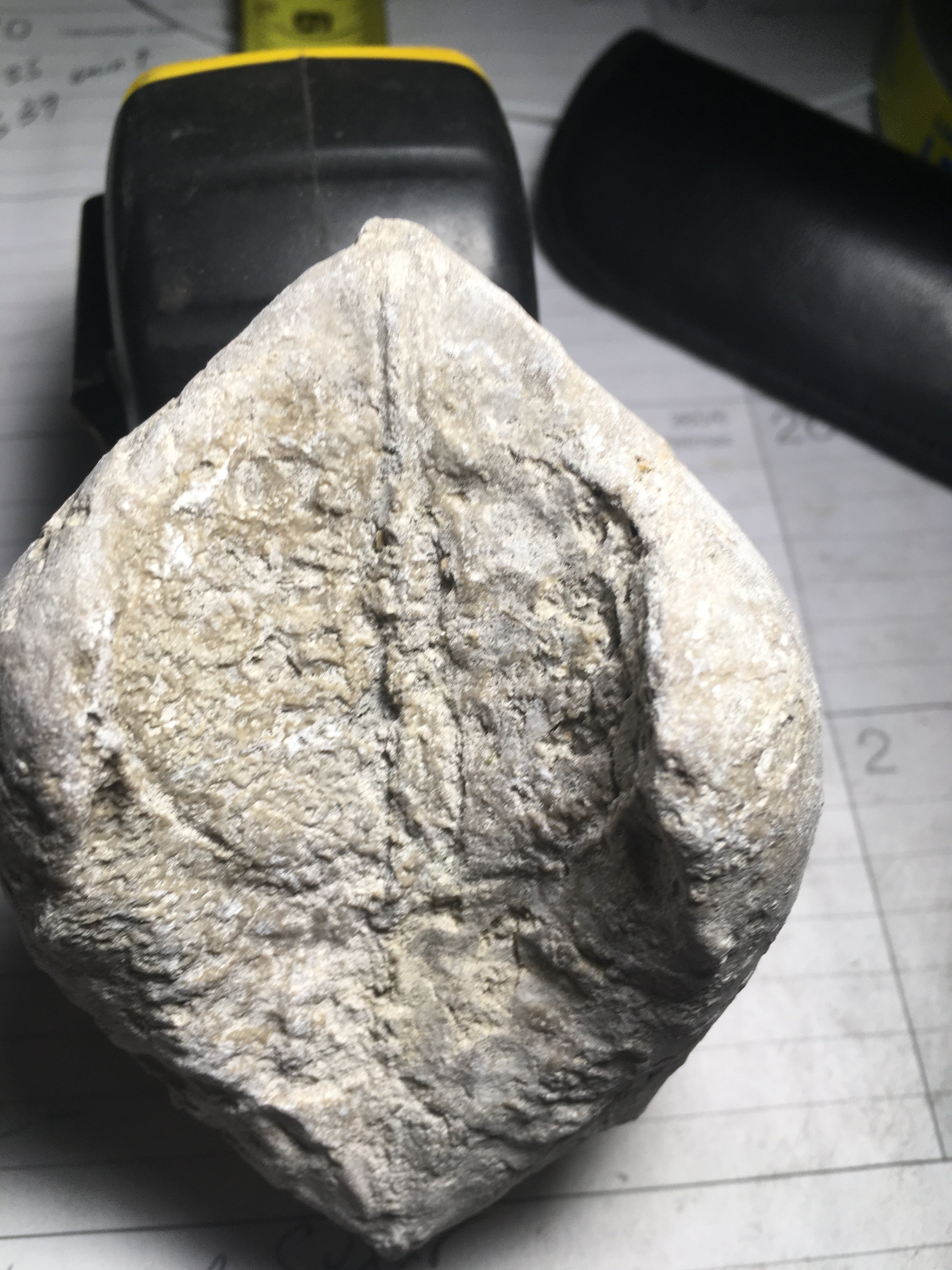Small sea turtle? - Fossil ID - The Fossil Forum