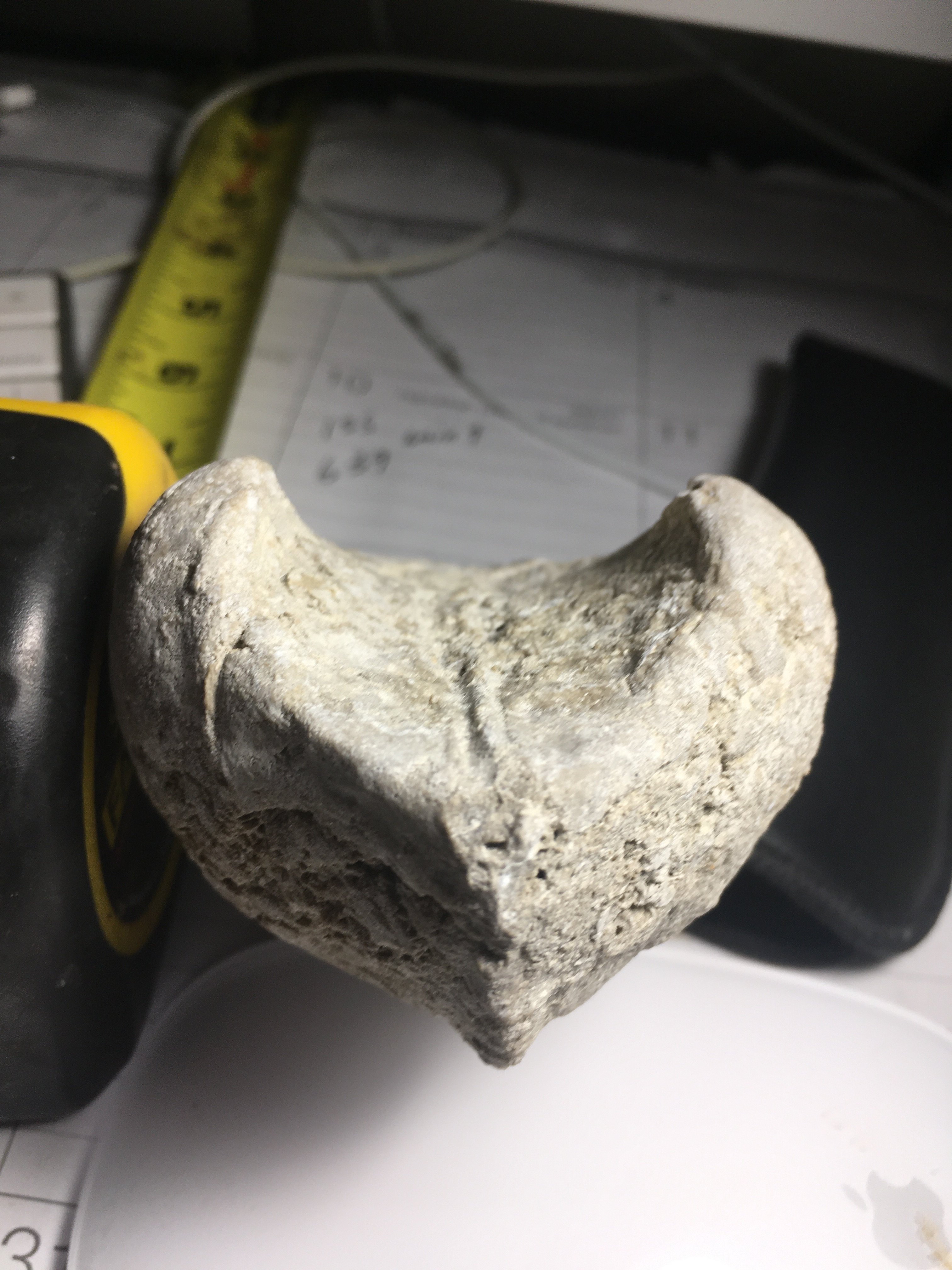 Small sea turtle? - Fossil ID - The Fossil Forum