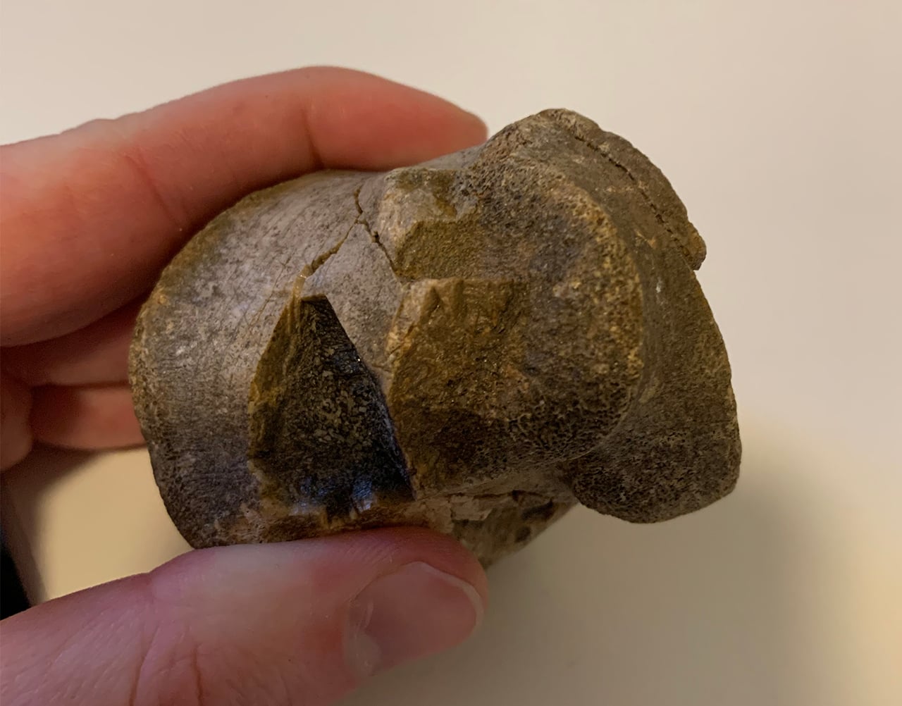 Morrison Formation toe ID - Fossil ID - The Fossil Forum
