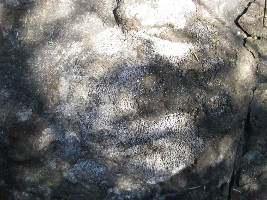 Huge diameter orb in encrinite formation - Stromatoporoid? - Fossil ID ...