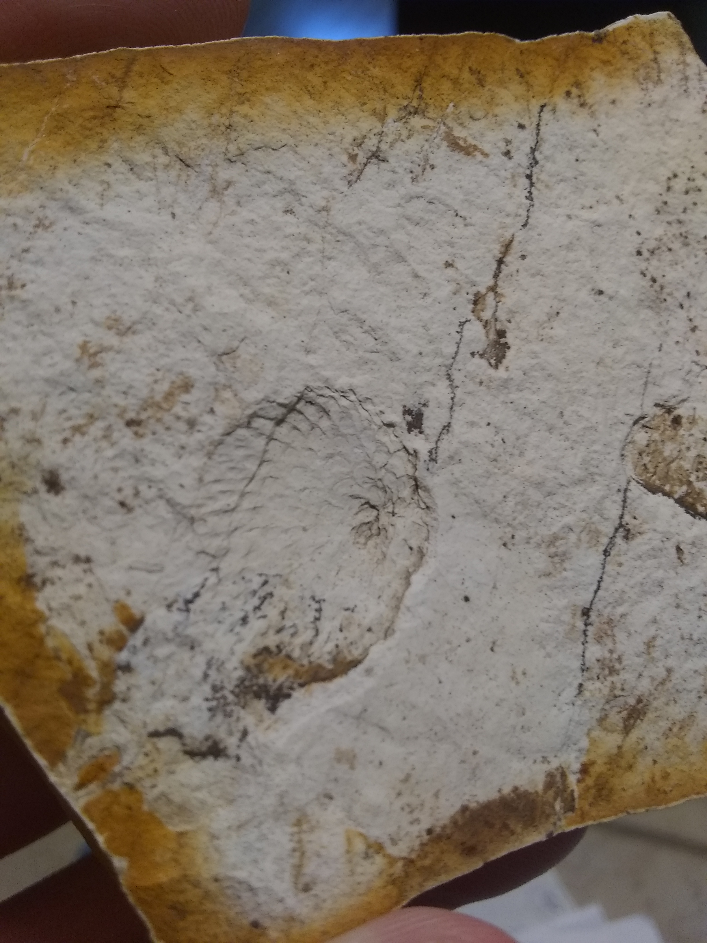 Nut Impression? - Fossil ID - The Fossil Forum