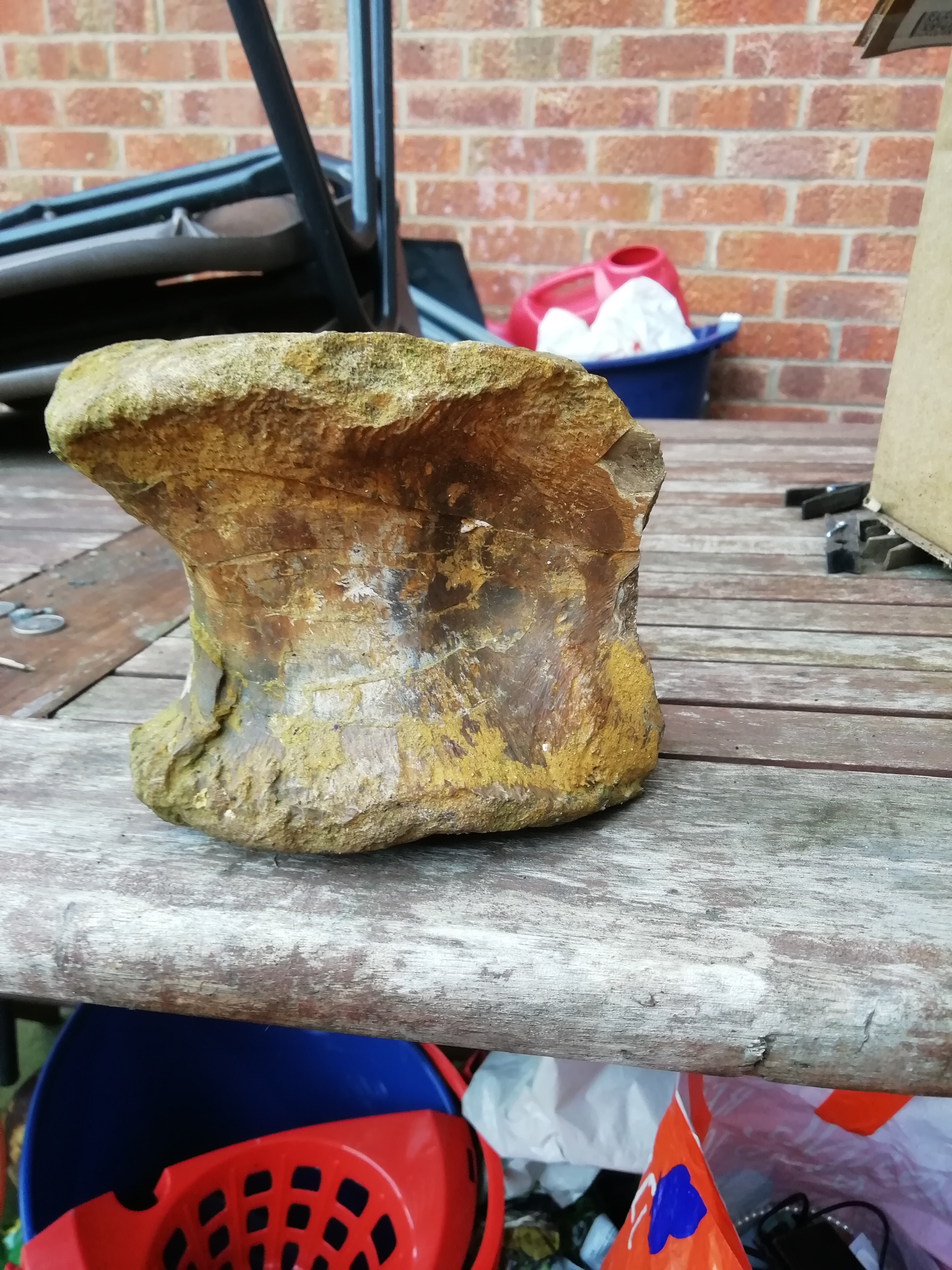 Help with UK Dinosaur/Reptile Vertebra ID - Fossil ID - The Fossil Forum