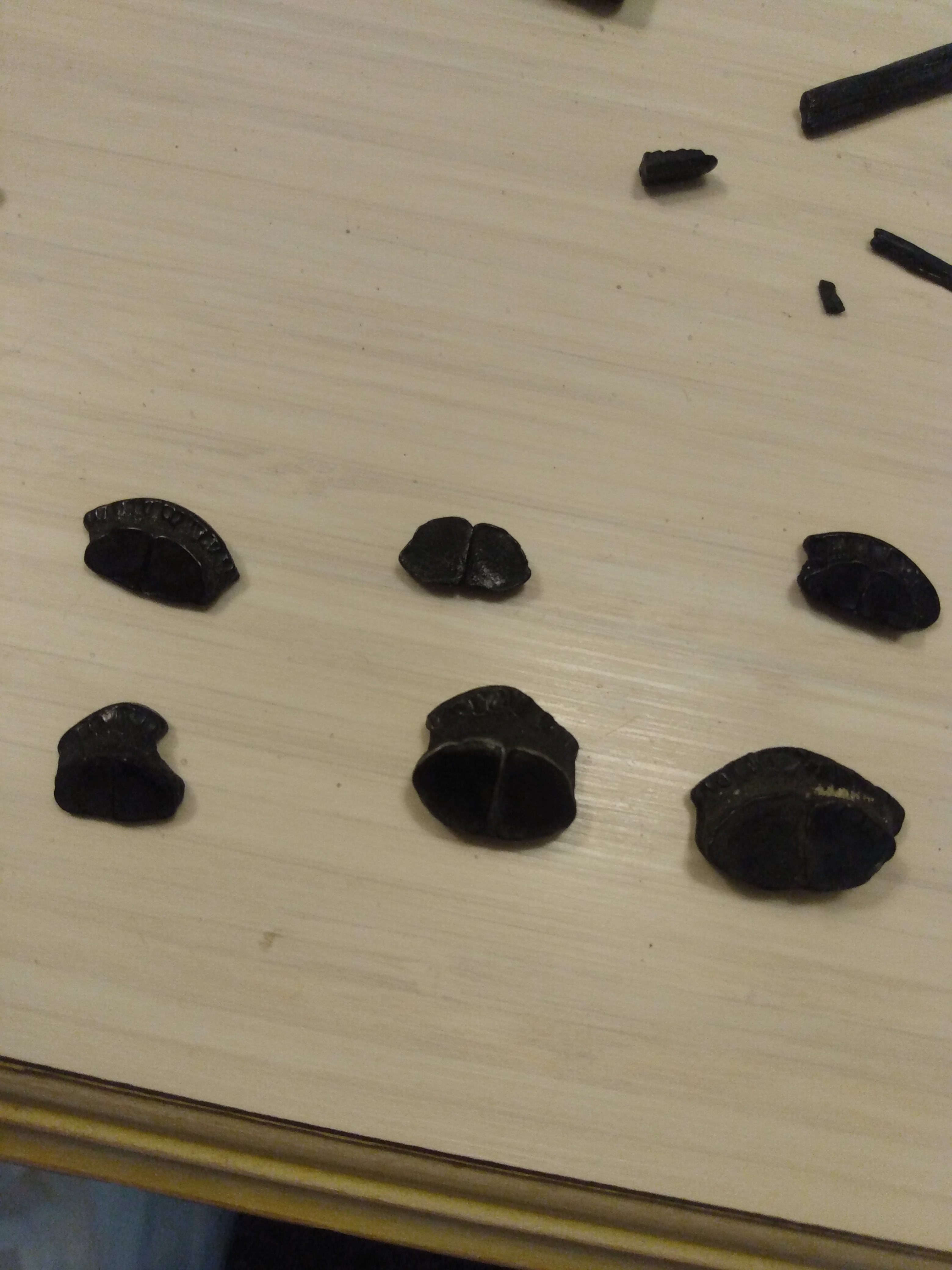 Puffer fish mouth plates - Fossil ID - The Fossil Forum