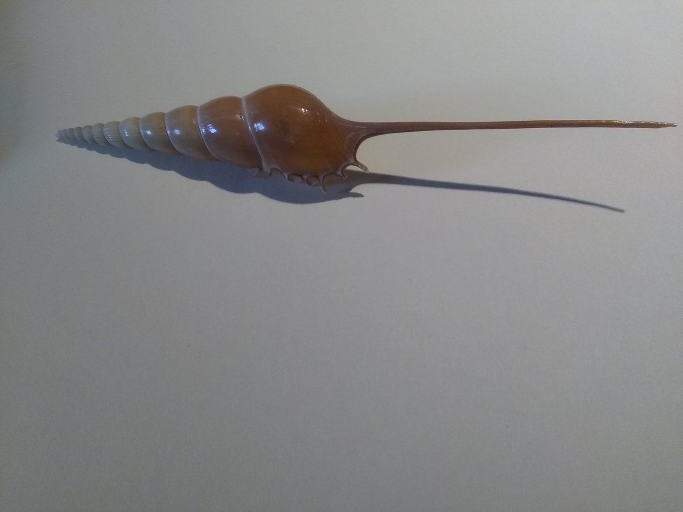Modern Marine Snail Needs ID - General Discussion - The Fossil Forum