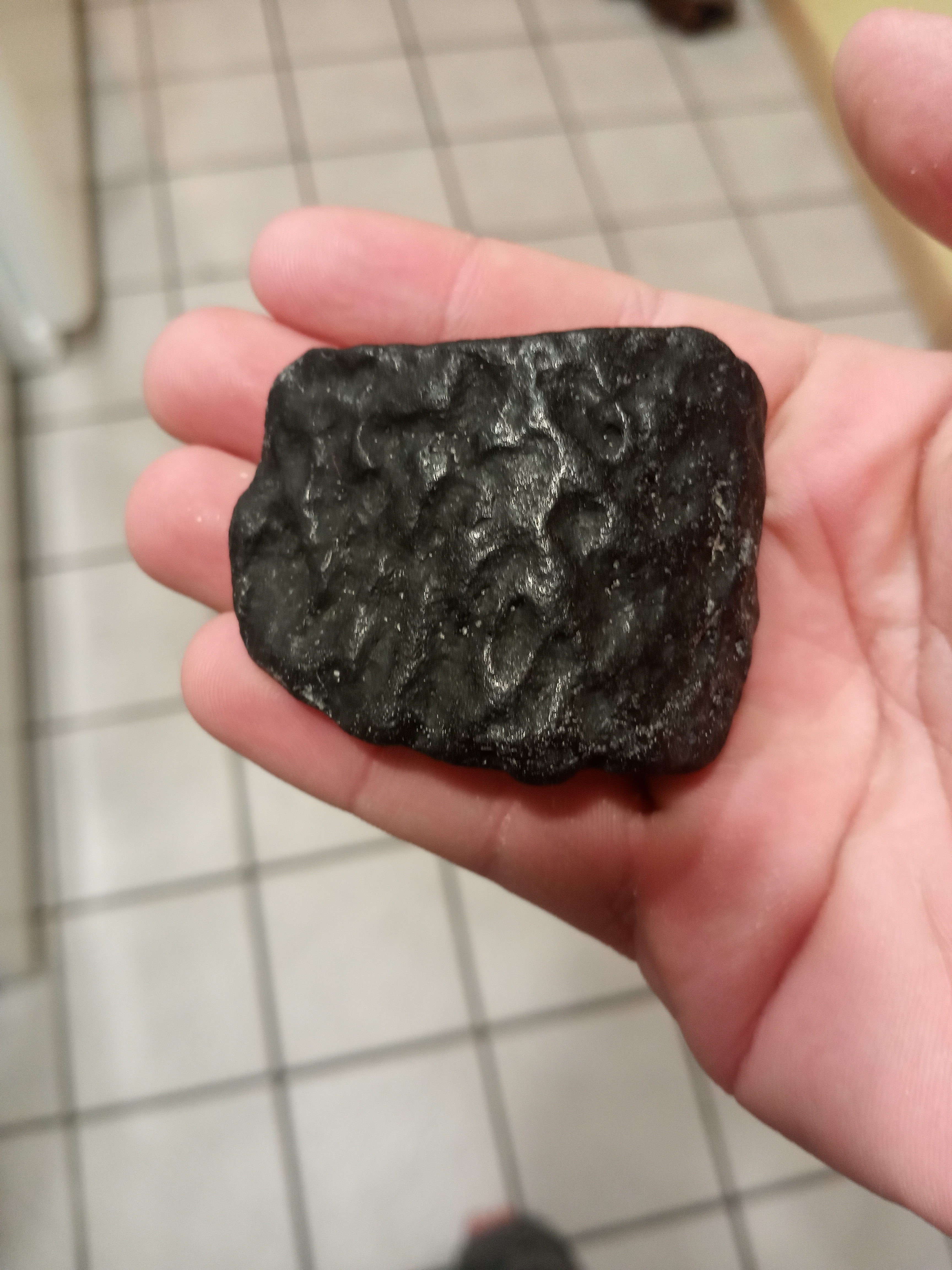 Body armour? - Fossil ID - The Fossil Forum