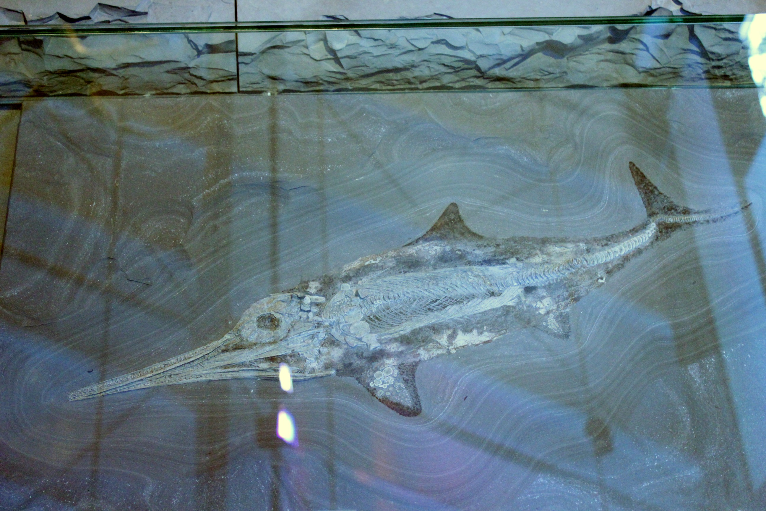 Ichthyosaur tail - Is It Real? How to Recognize Fossil Fabrications ...