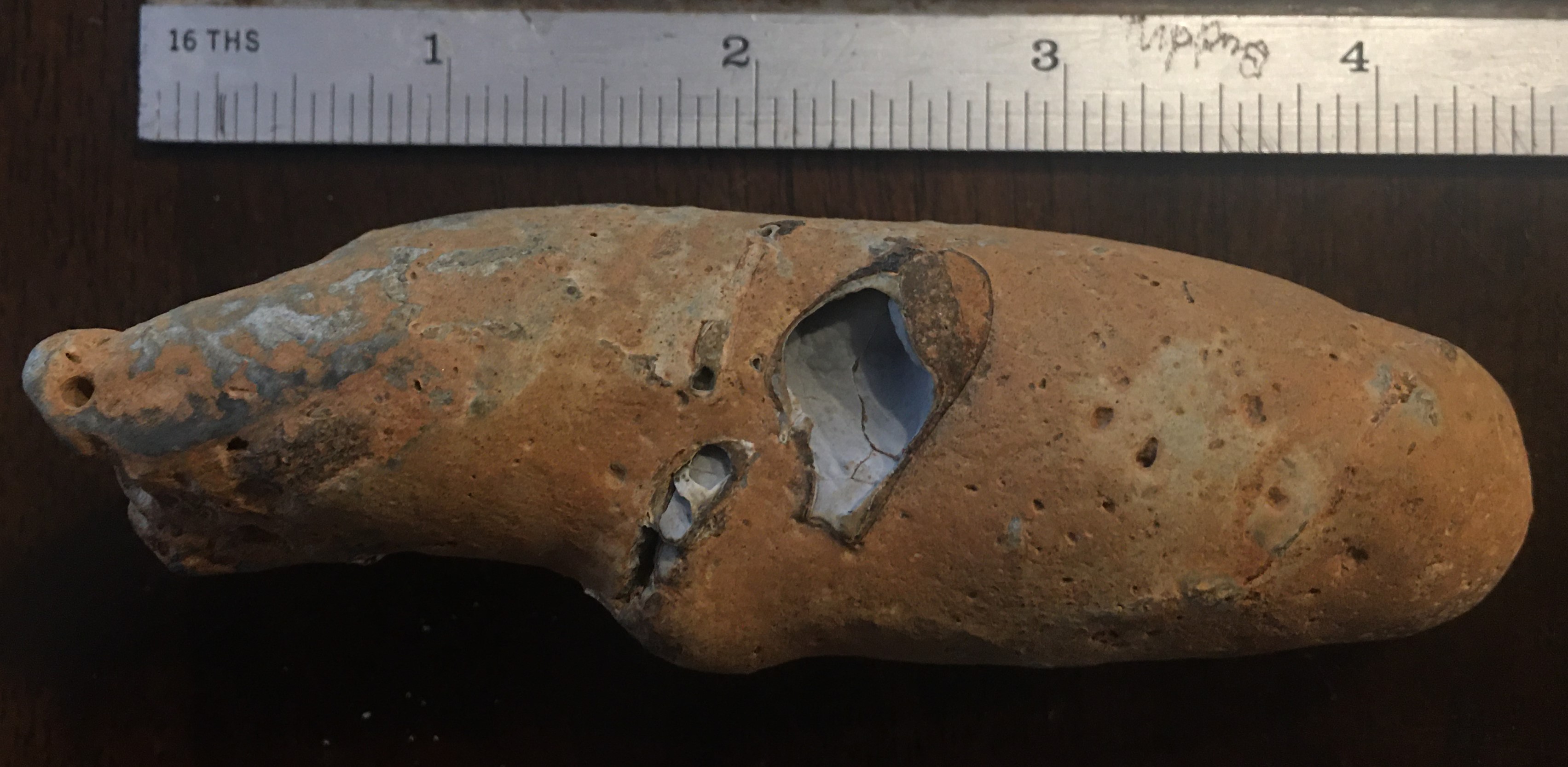 Coprolite or crawfish burrow? - Fossil ID - The Fossil Forum