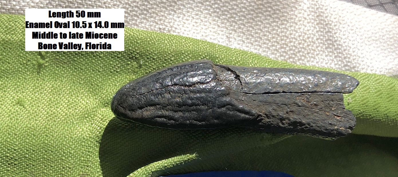 BoneValleyTooth - Fossil ID - The Fossil Forum