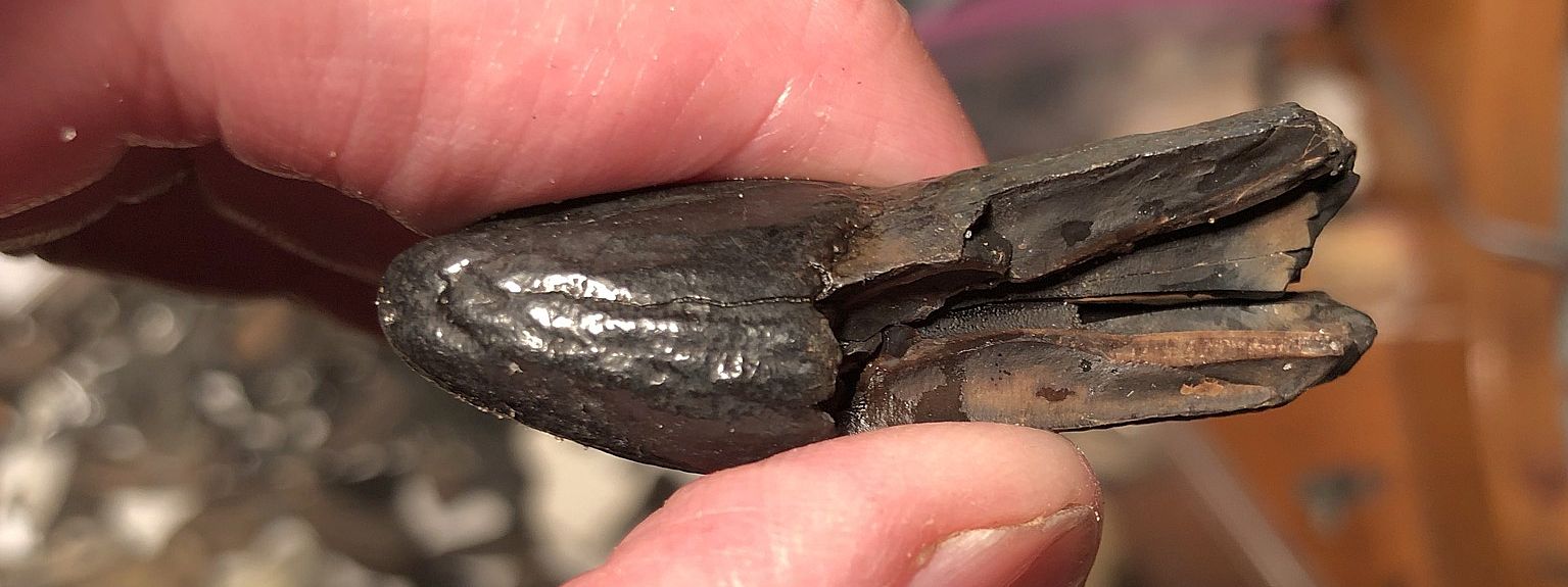 BoneValleyTooth - Fossil ID - The Fossil Forum