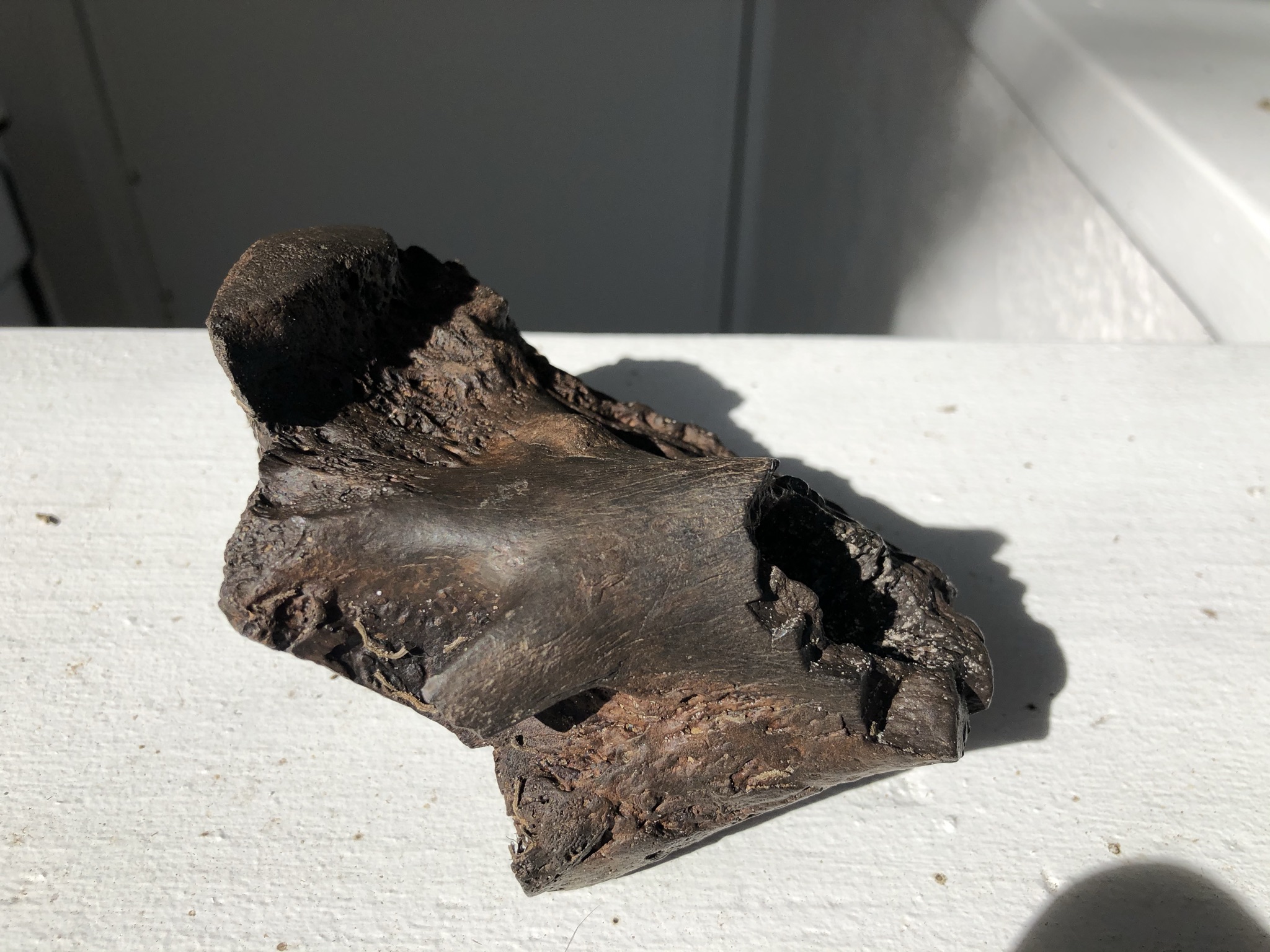 A couple of bones - Fossil ID - The Fossil Forum