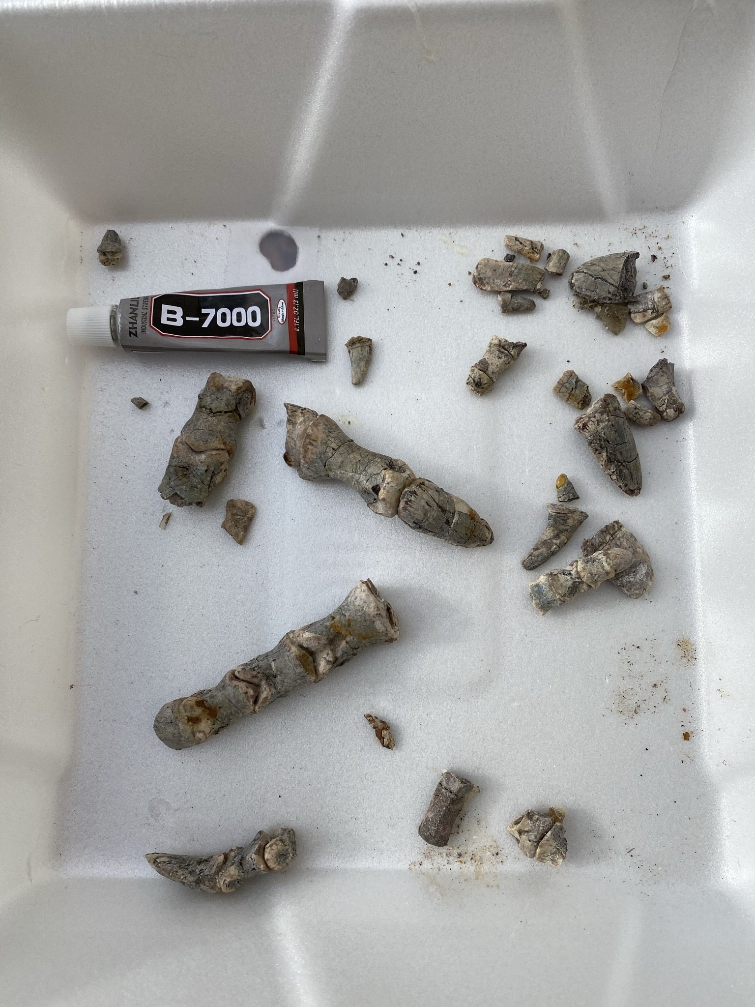 Psittacosaurus restoration - Fossil Preparation - The Fossil Forum