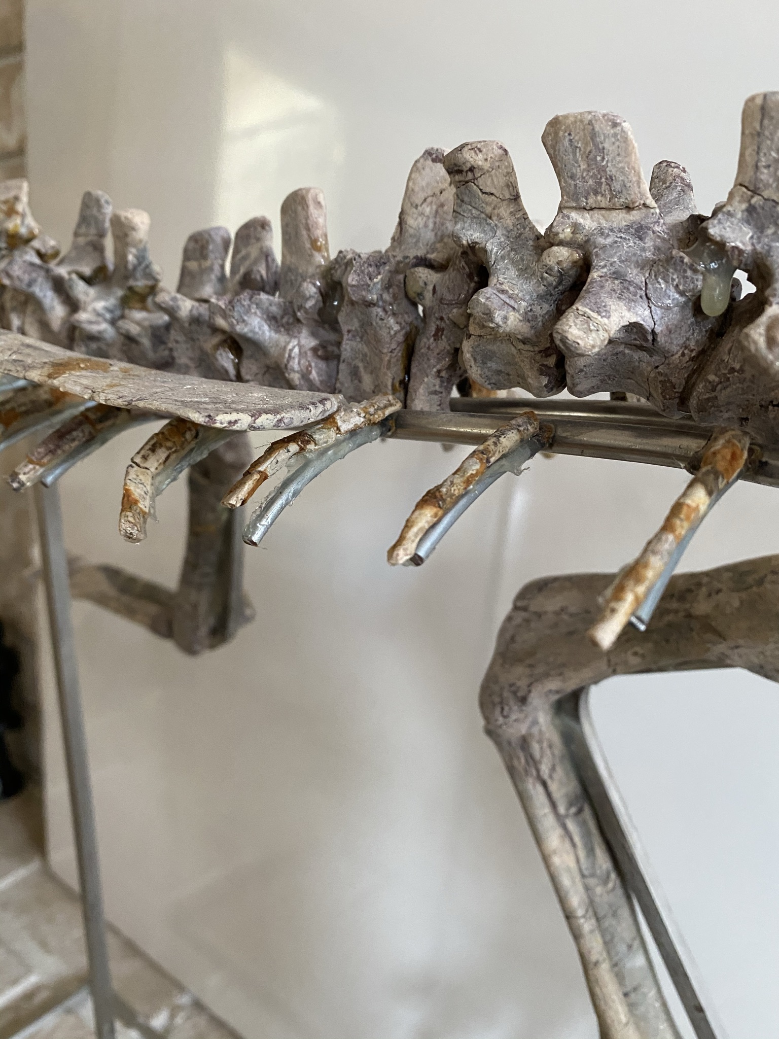 Psittacosaurus restoration - Fossil Preparation - The Fossil Forum
