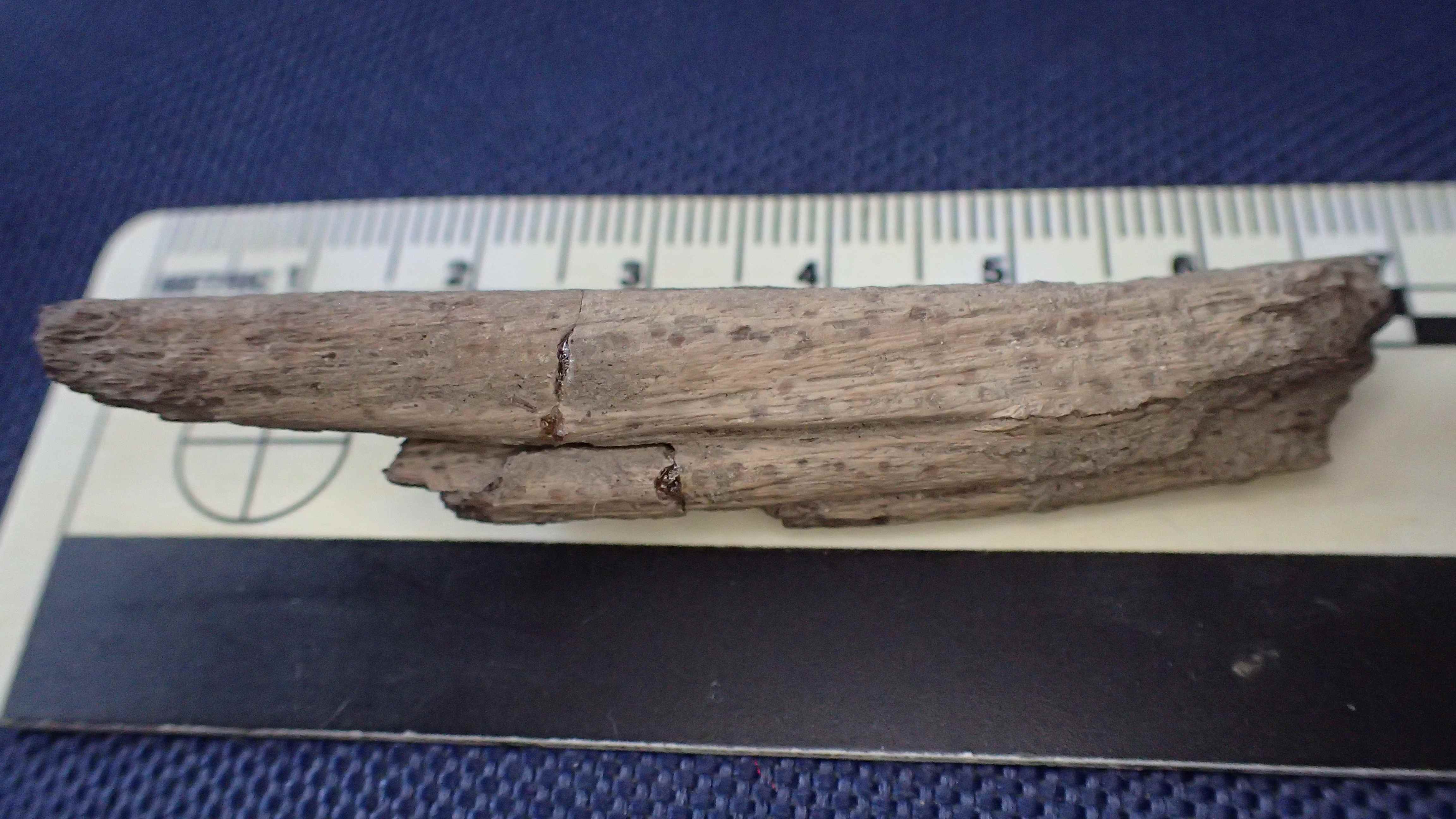 Unusual circular marks on Leedsichthys bones - General Fossil ...