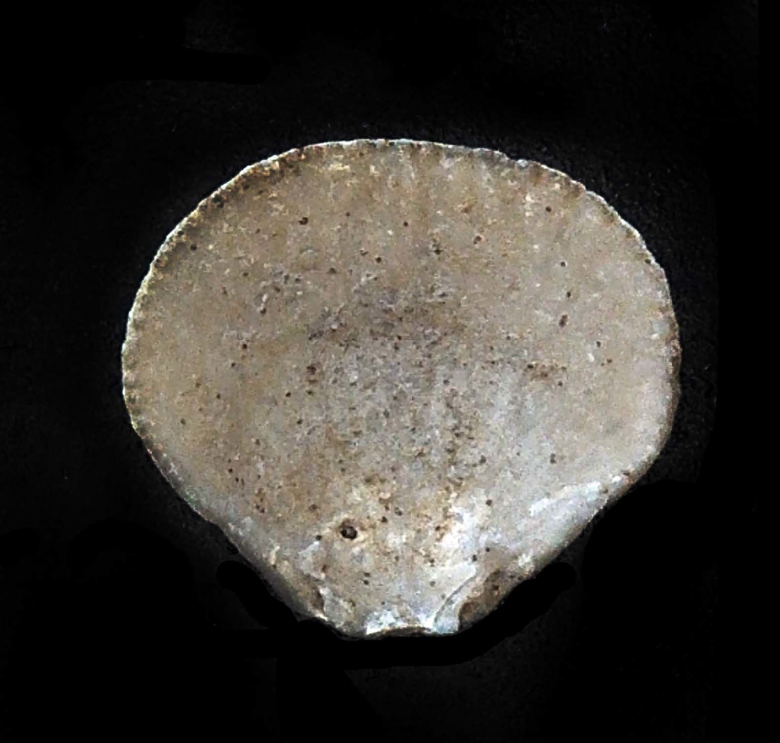Micro Scallop - Bivalves - The Fossil Forum
