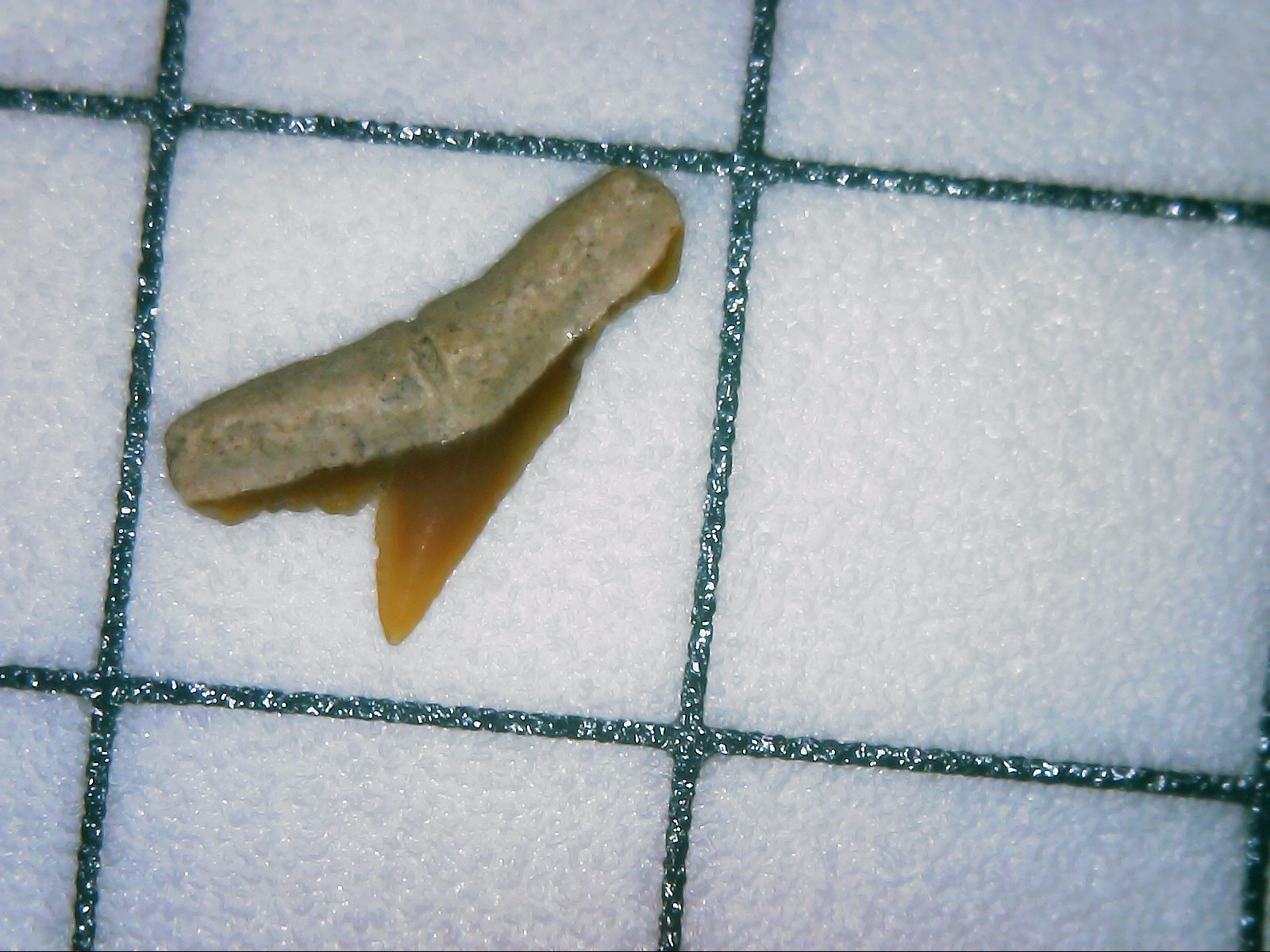 A few micro shark teeth - Fossil ID - The Fossil Forum