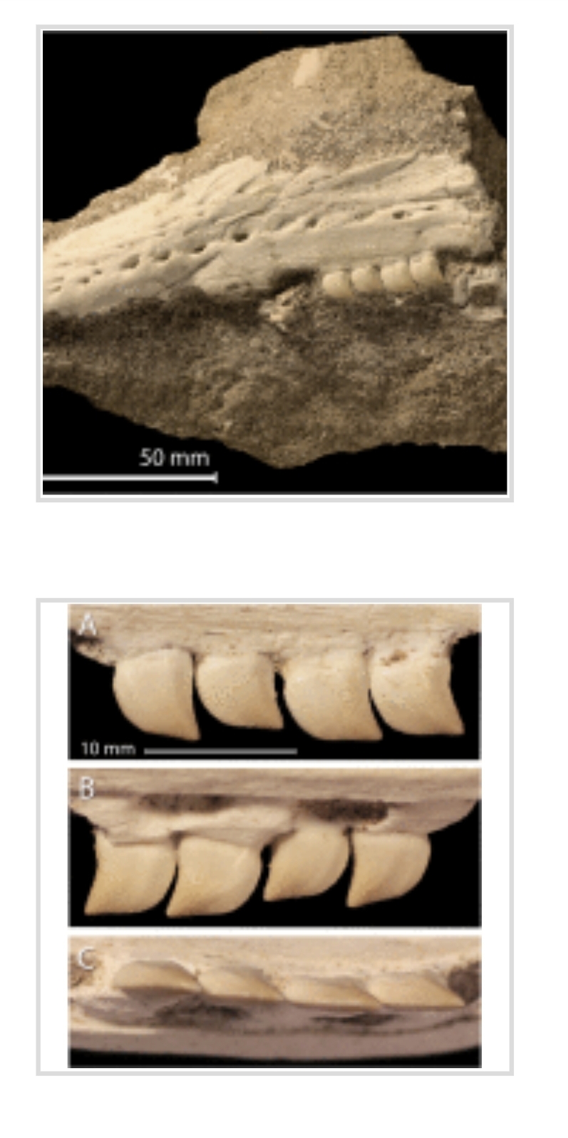 New Mosasaur from Morocco - Fossil News - The Fossil Forum