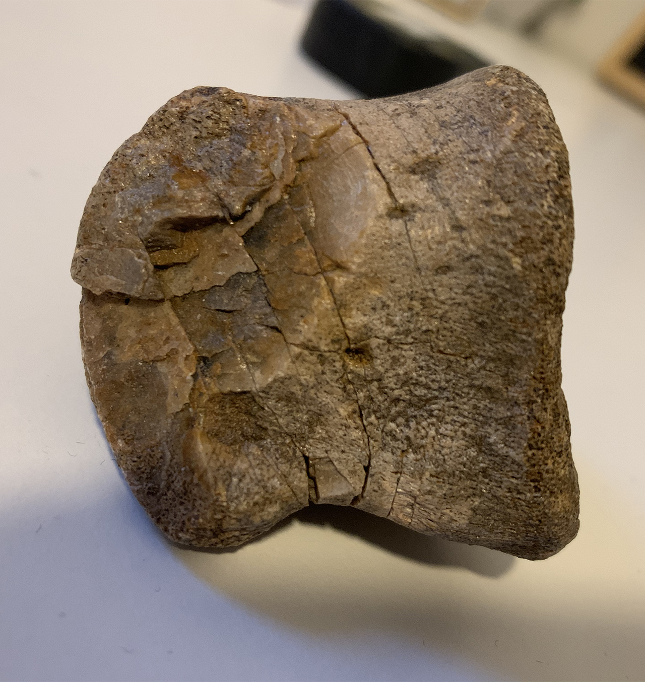 Morrison Formation toe ID - Fossil ID - The Fossil Forum