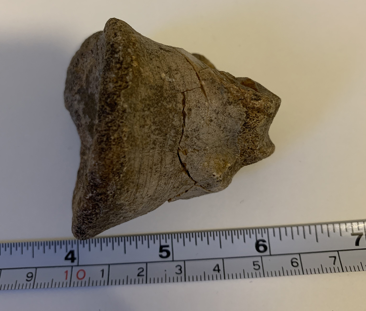 Morrison Formation toe ID - Fossil ID - The Fossil Forum