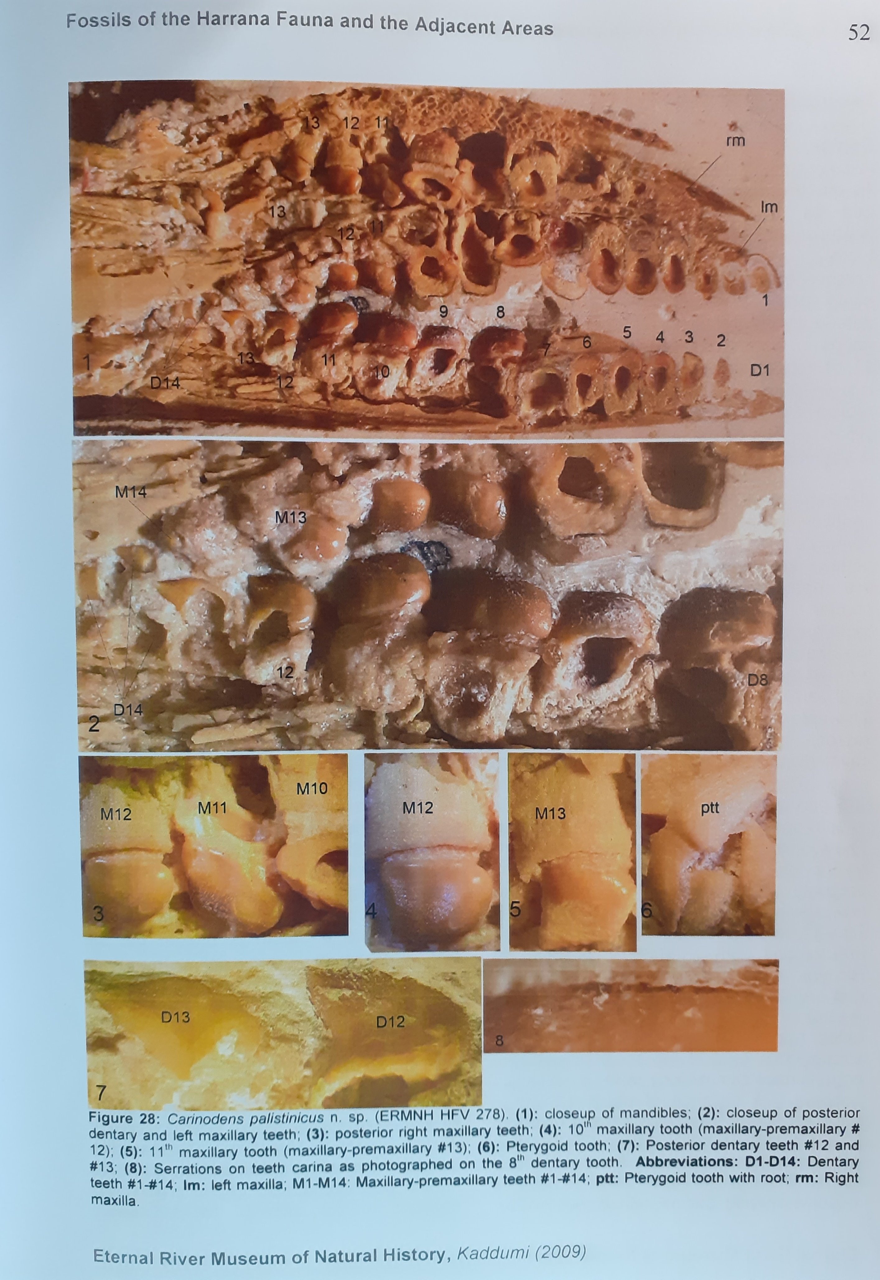 New Mosasaur from Morocco - Fossil News - The Fossil Forum
