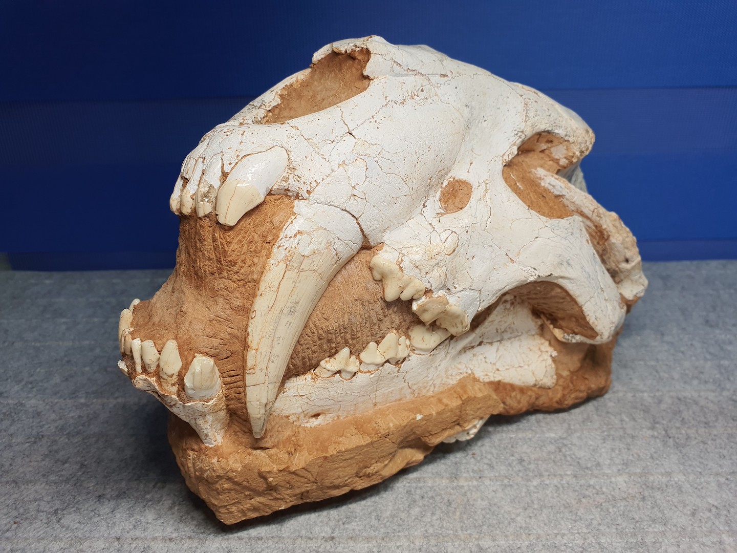 Sabertooth cat - Is It Real? How to Recognize Fossil Fabrications - The ...