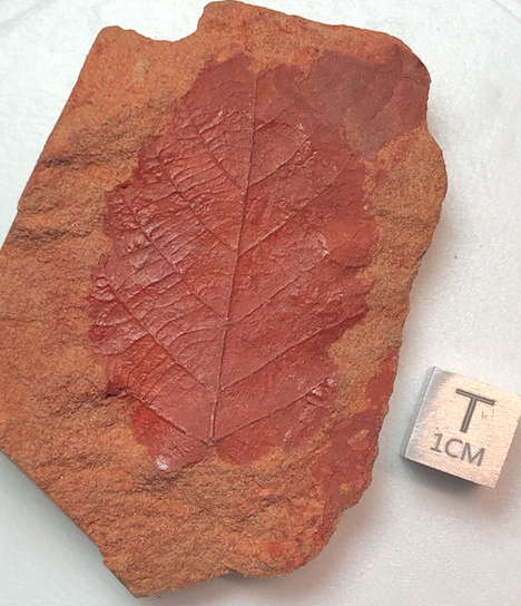Paleocene Plant Fossils of North Dakota (A Visual Post) - Member ...