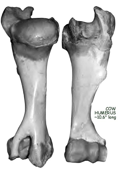 Modern bone. Cow? Horse? Other? - Fossil ID - The Fossil Forum