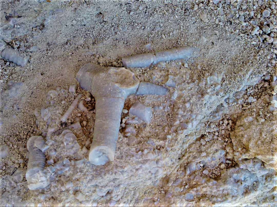 Crinoid cup? - Fossil ID - The Fossil Forum