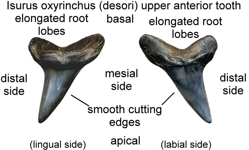 Please help identify: Is this Isurus retroflexus (longfin mako) tooth ...