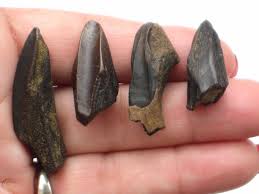 Hadrosaur Tooth? New Jersey - Fossil ID - The Fossil Forum