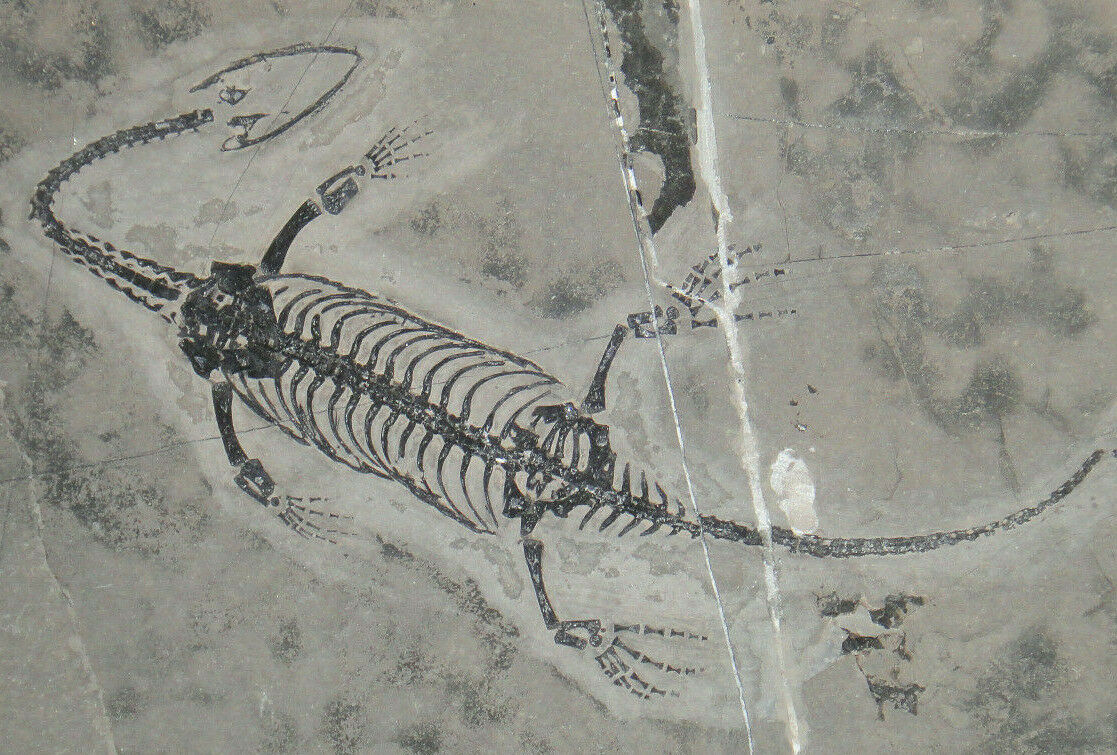 Keichousaurus - Real? Fake? - Is It Real? How to Recognize Fossil ...