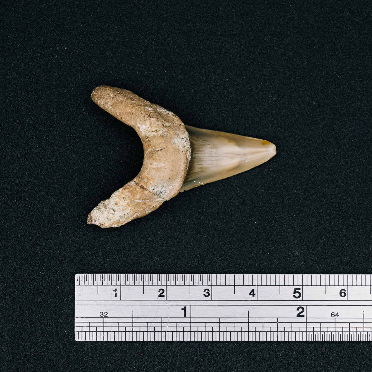 Mako shark tooth - Member Collections - The Fossil Forum
