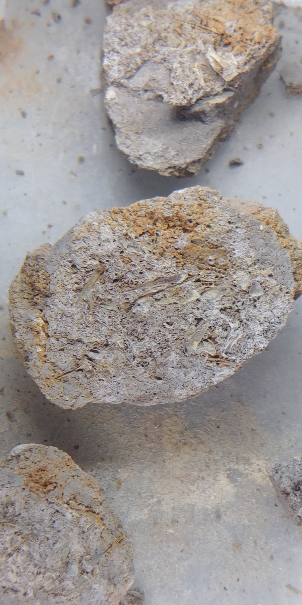 Nodule #18: Fish Coprolite with many bone fragments - Member ...