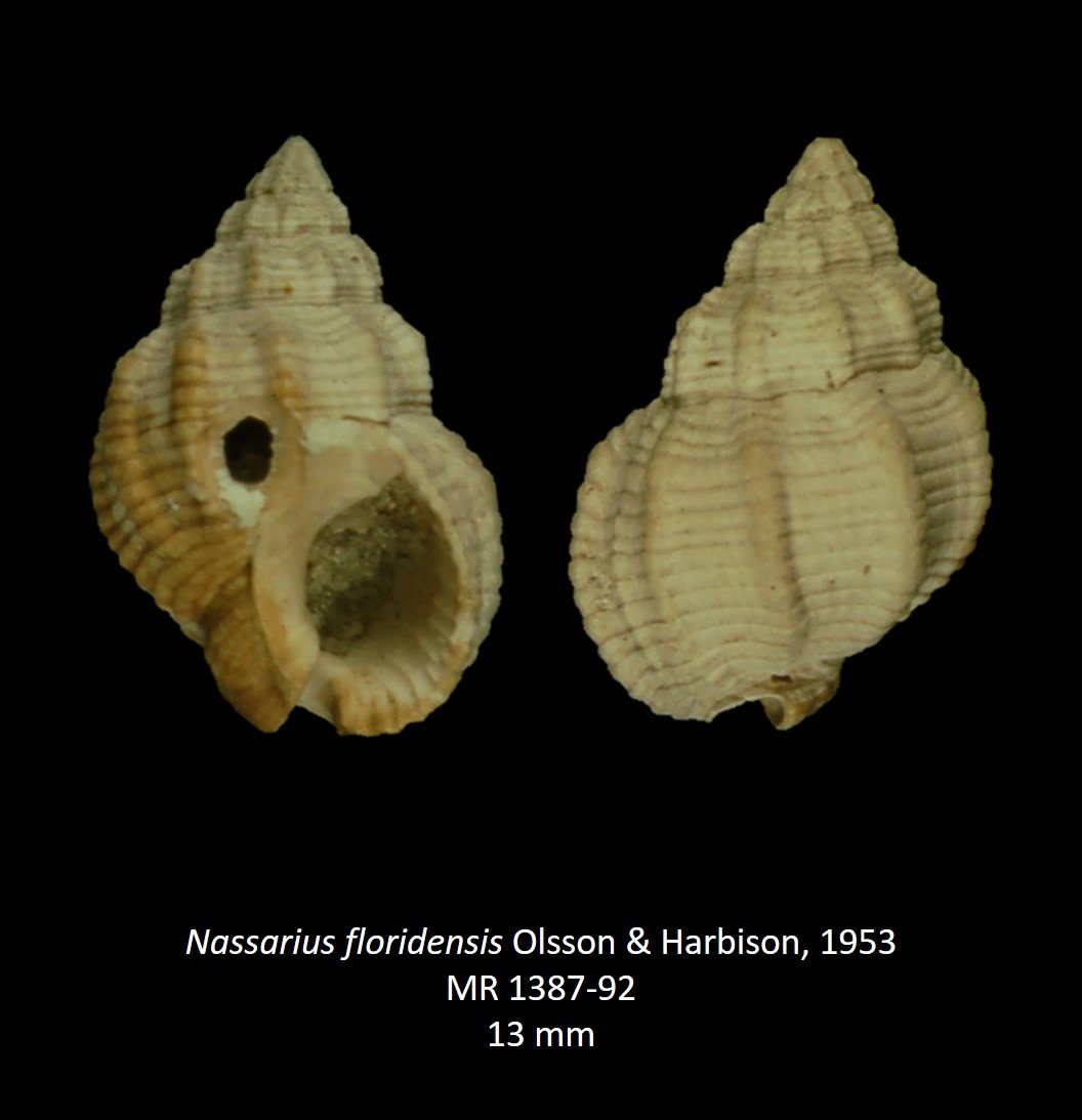 Nassarius floridensis - Gastropods - The Fossil Forum