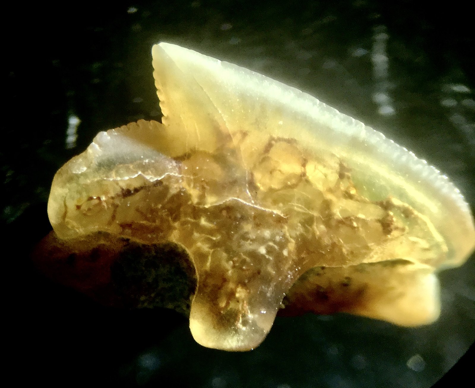 Squalus occidentalis (2) - Sharks, Rays and Skates - The Fossil Forum