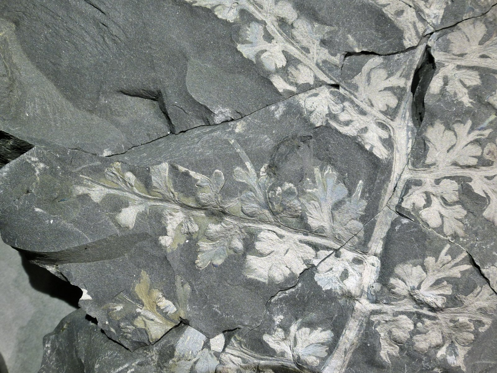 Sphenopteris spiniformis Kidston 1893 - Member Collections - The Fossil ...