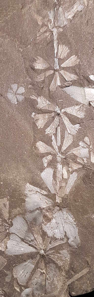 Sphenophyllum sp. - Member Collections - The Fossil Forum
