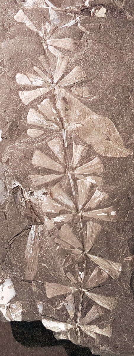 Sphenophyllum sp. - Member Collections - The Fossil Forum