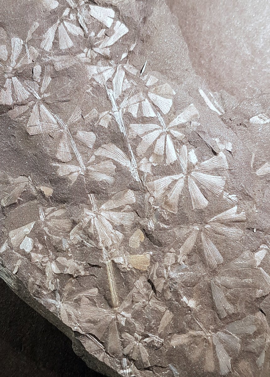 Sphenophyllum sp. - Member Collections - The Fossil Forum