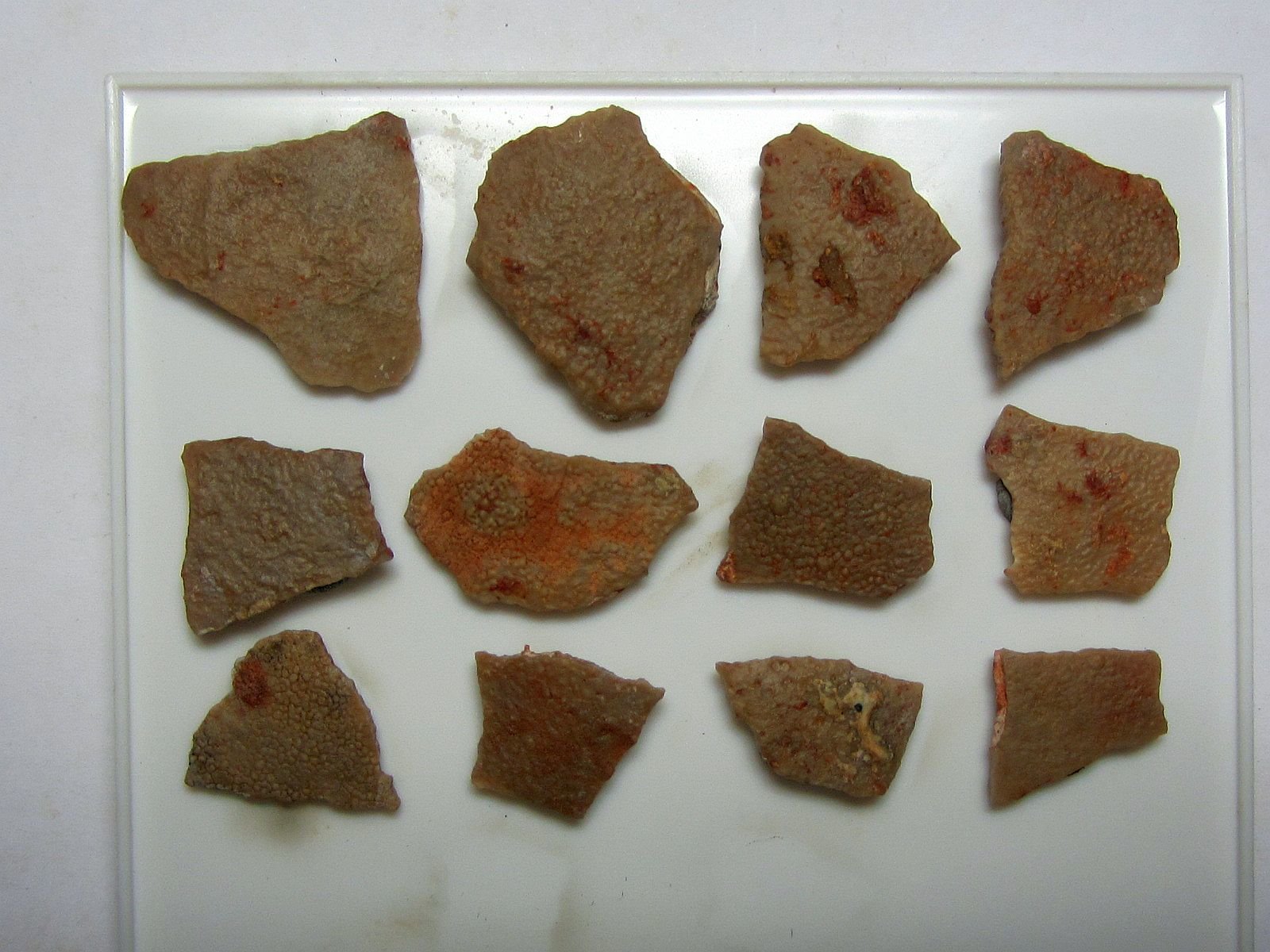 Cairanoolithus dughii (Vianey-Liaud et al. 1994) - Member Collections ...