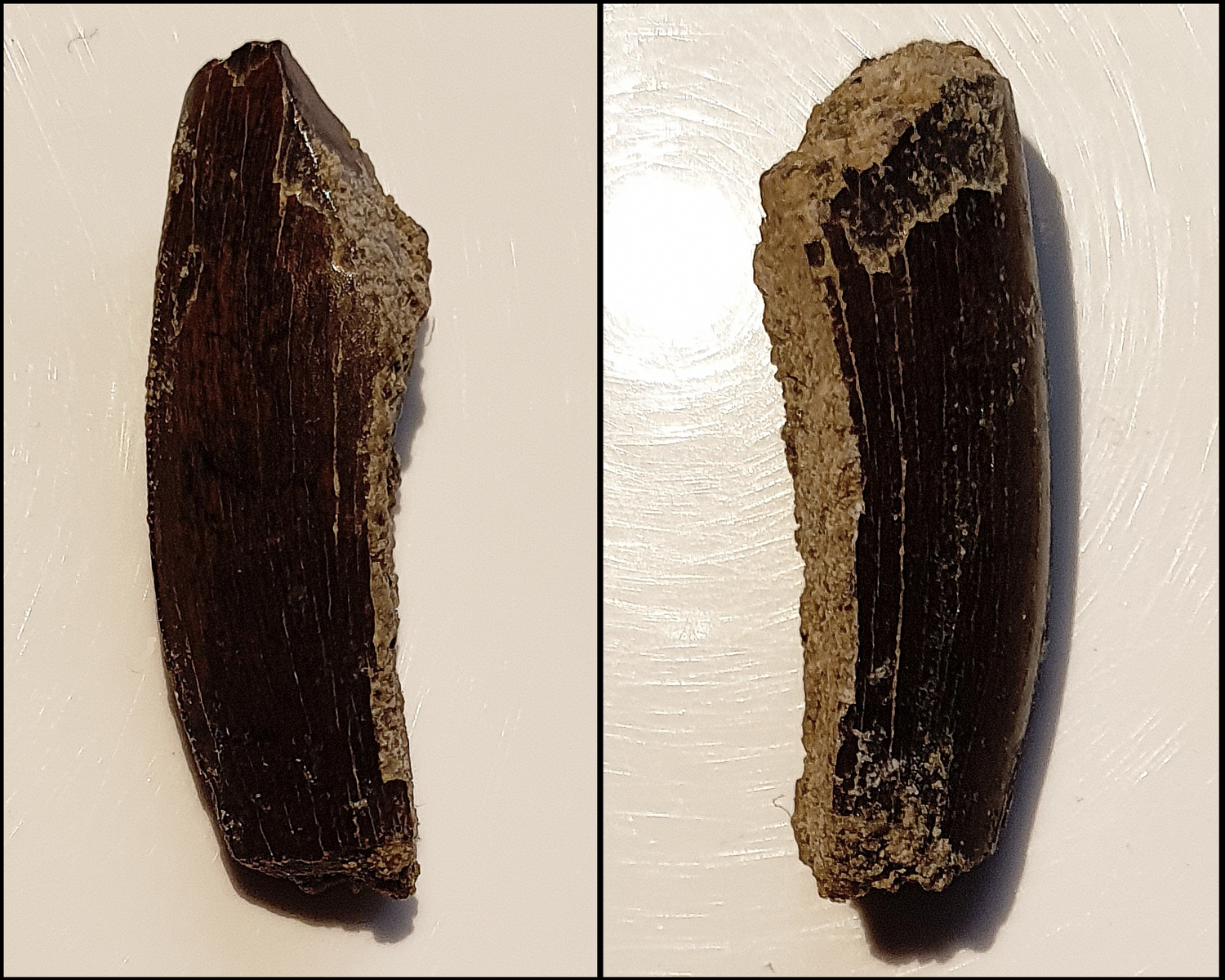 Tooth - Tyrannosaurus rex - Dinosaurs - The Fossil Forum