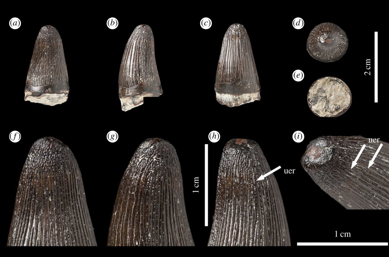 croc tooth - Fossil ID - The Fossil Forum