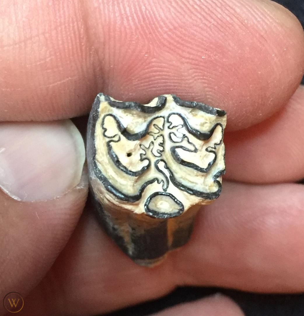 Mammal tooth from Ogallala of Kansas - Fossil ID - The Fossil Forum
