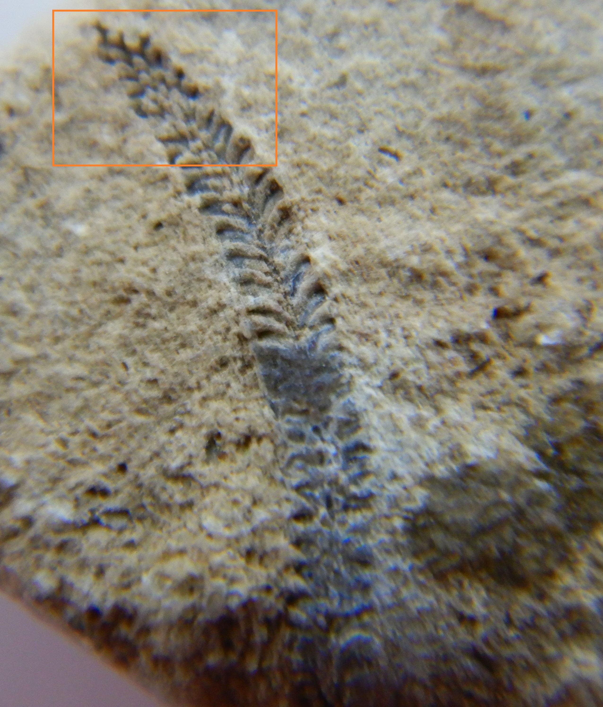 Possible Pennsylvanian Plant? - Fossil ID - The Fossil Forum