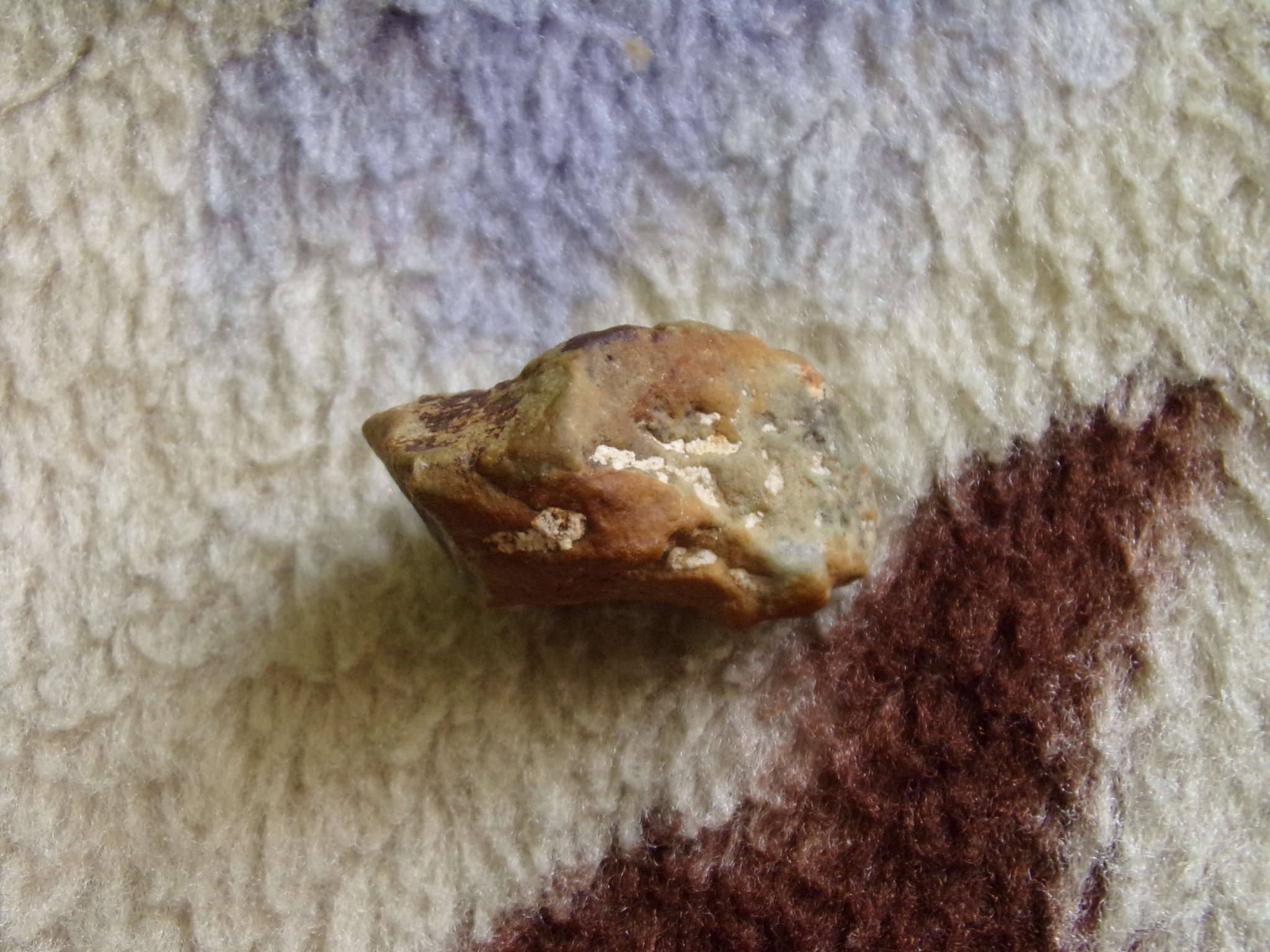 Cretaceous coprolite? - Fossil ID - The Fossil Forum