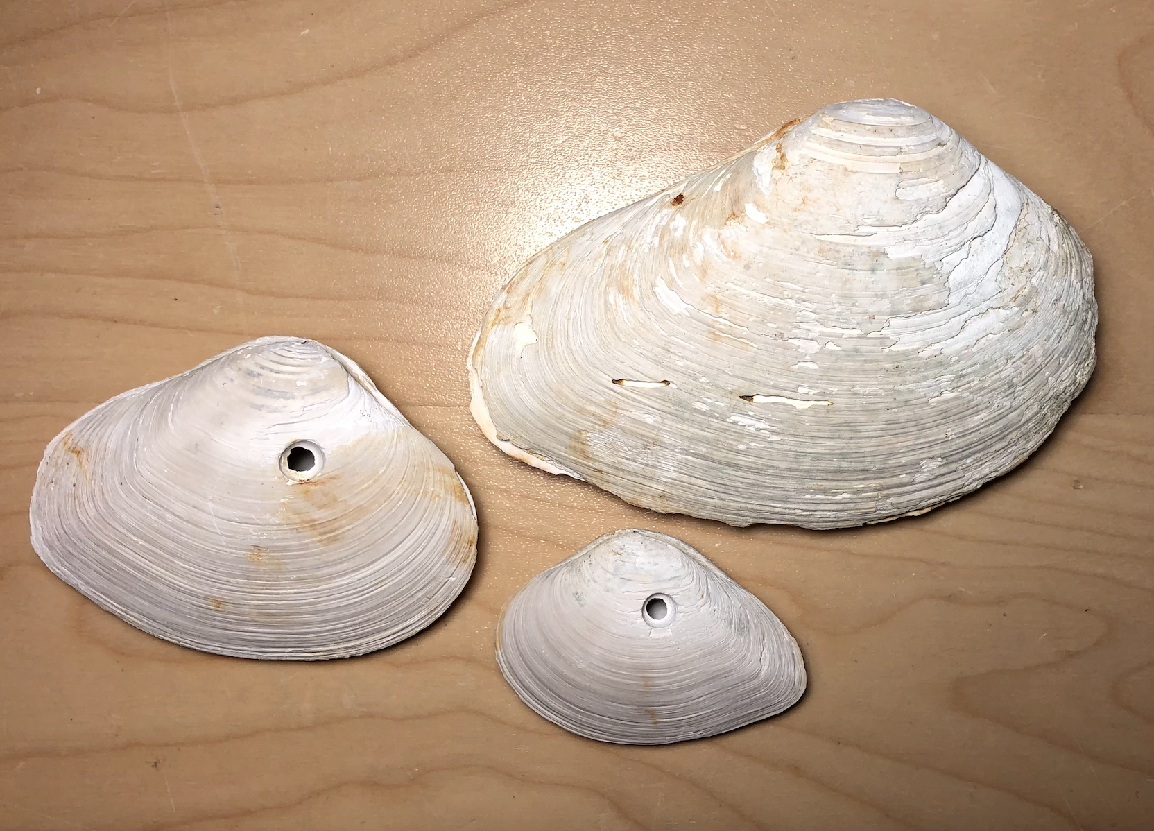 Virginia Shell Hunt - Fossil Hunting Trips - The Fossil Forum